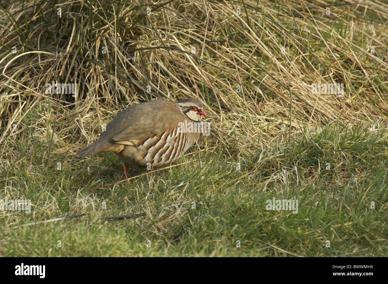 Red legged partridge scotland hi-res stock photography and images - Alamy