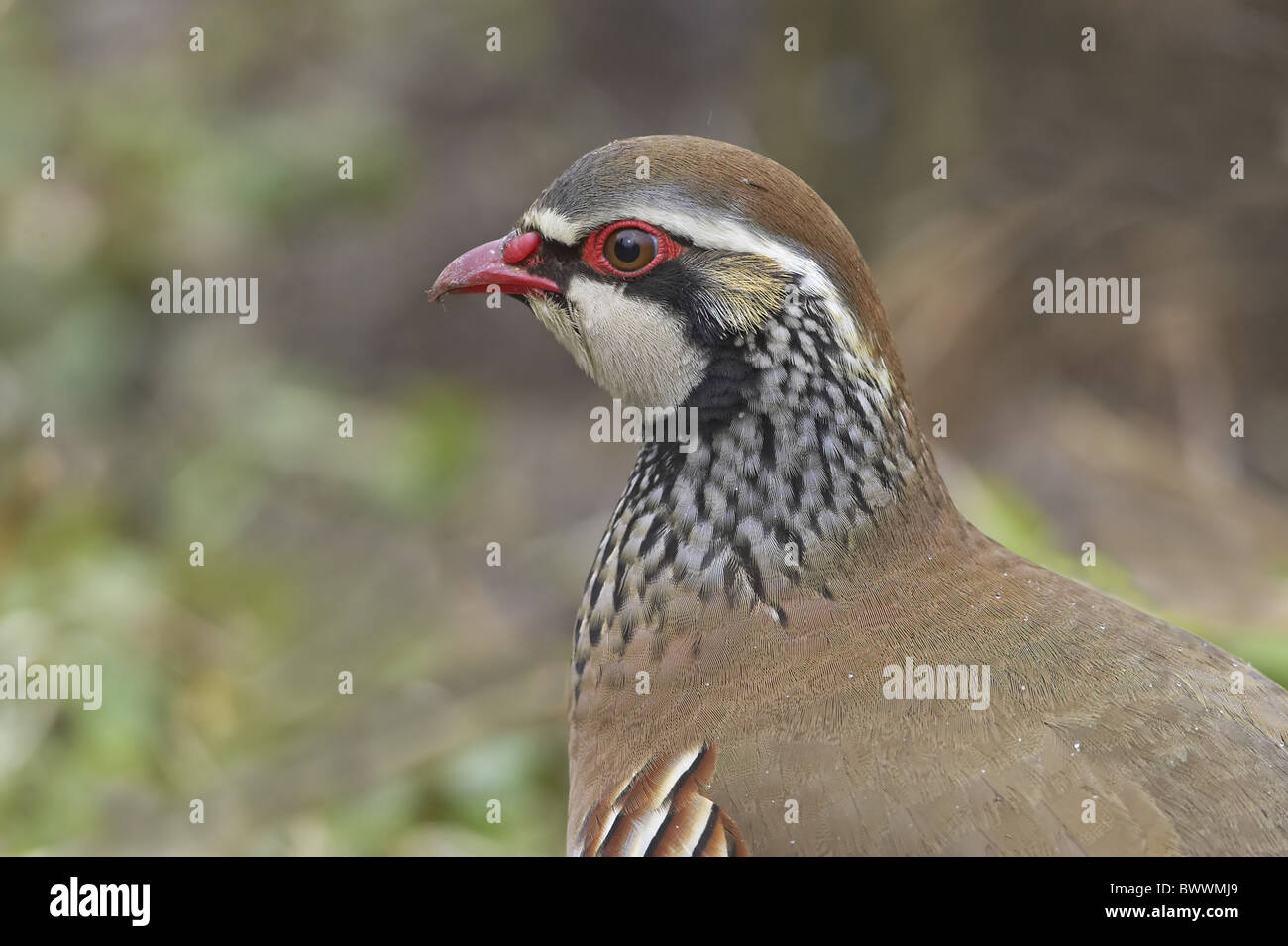 French partridge feathers hi-res stock photography and images - Alamy