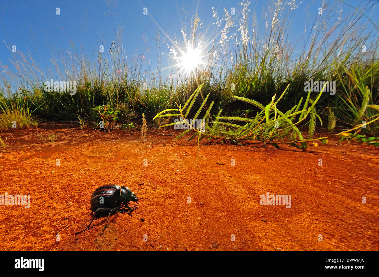 animal animals invertebrate invertebrates insect insects beetle beetles ...