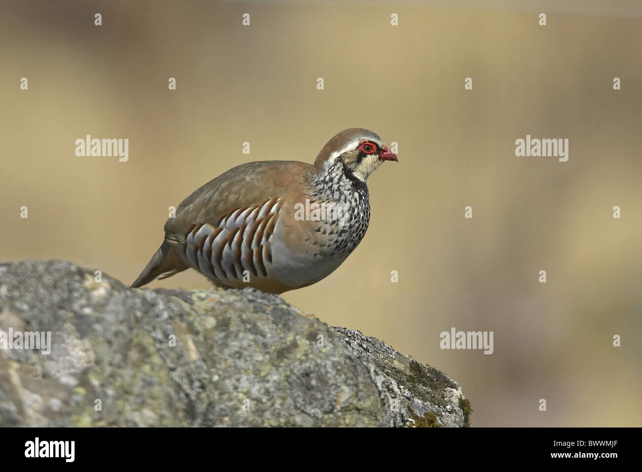 Shooting partridge hi-res stock photography and images - Alamy