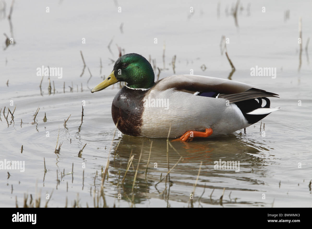 Mallard male duck Stock Photo - Alamy