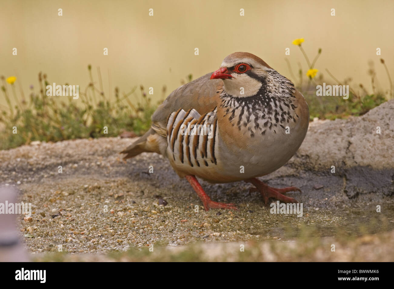 Red-legged Partridge (Alectoris rufa) adult, crouching at edge of pool ...
