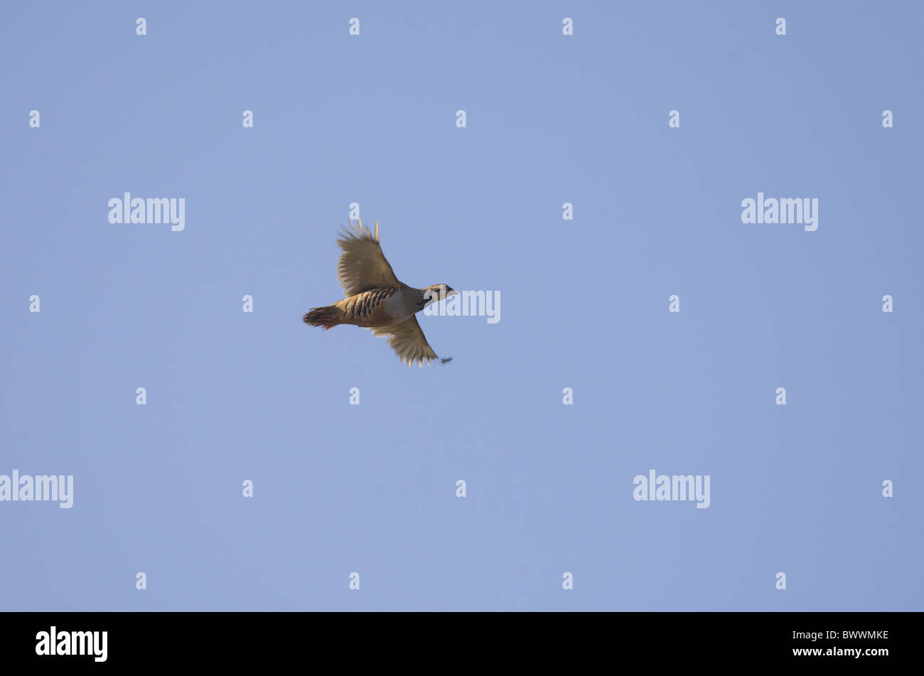 Red-legged Partridge (Alectoris rufa) adult, in flight, Norfolk ...