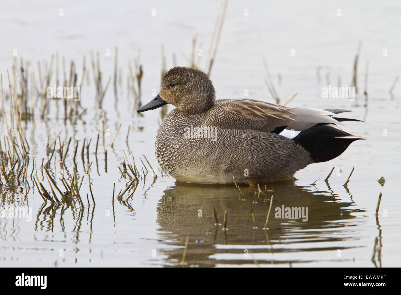 Gadwall adult male Stock Photo - Alamy