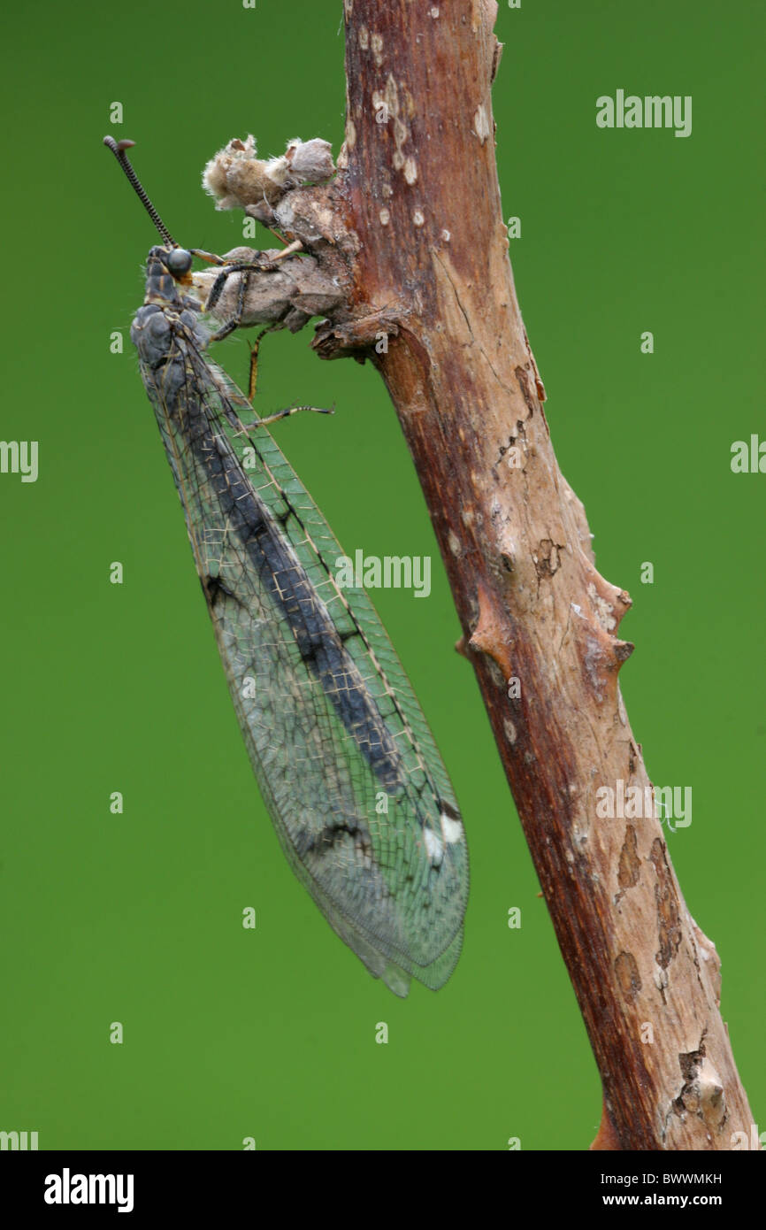 Arthropod Insects Invertabrae
