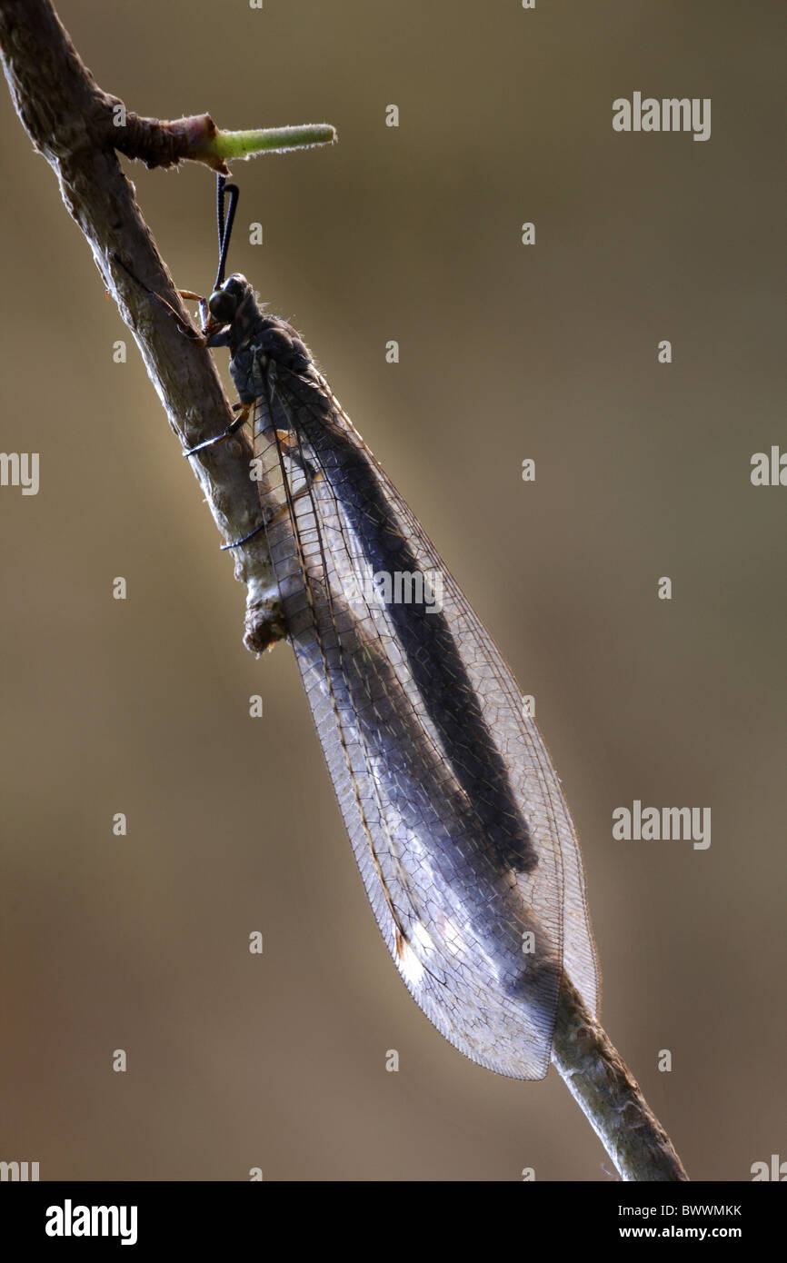 invertebrate invertebrates animal animals insect insects arthropod ...