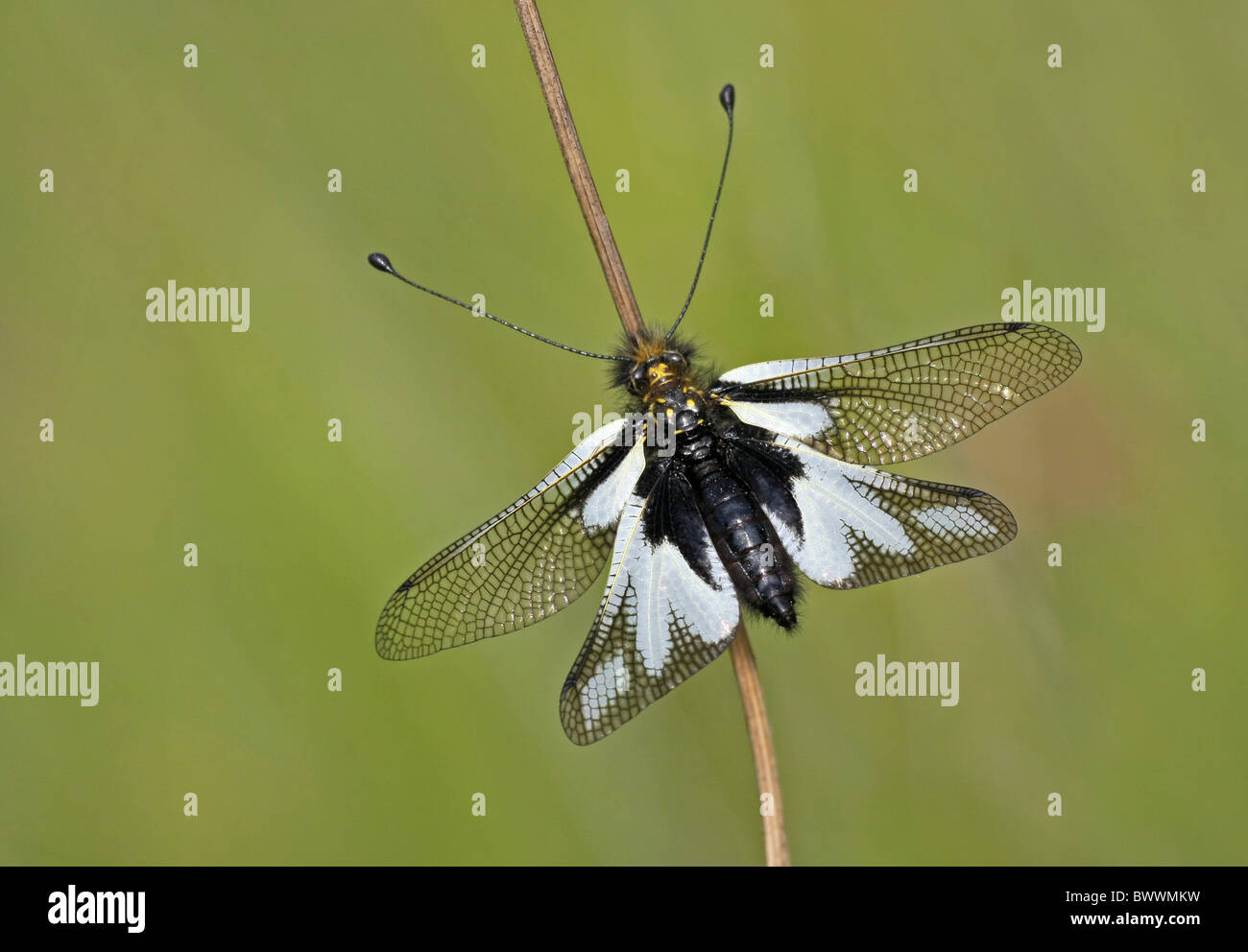 invertebrate invertebrates animal animals insect insects arthropod ...