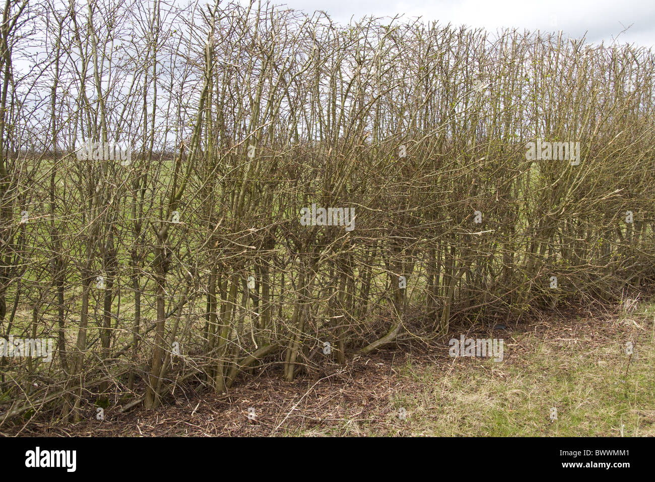 Winter hedge showing different heights re growth Stock Photo - Alamy