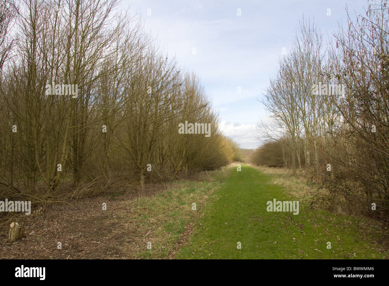 woodland ride with some coppicing Stock Photo - Alamy
