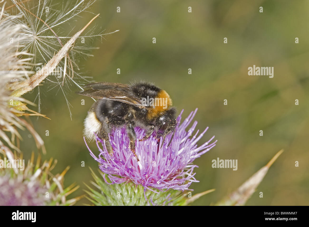 invertebrate invertebrates animal animals insect insects bee bees ...