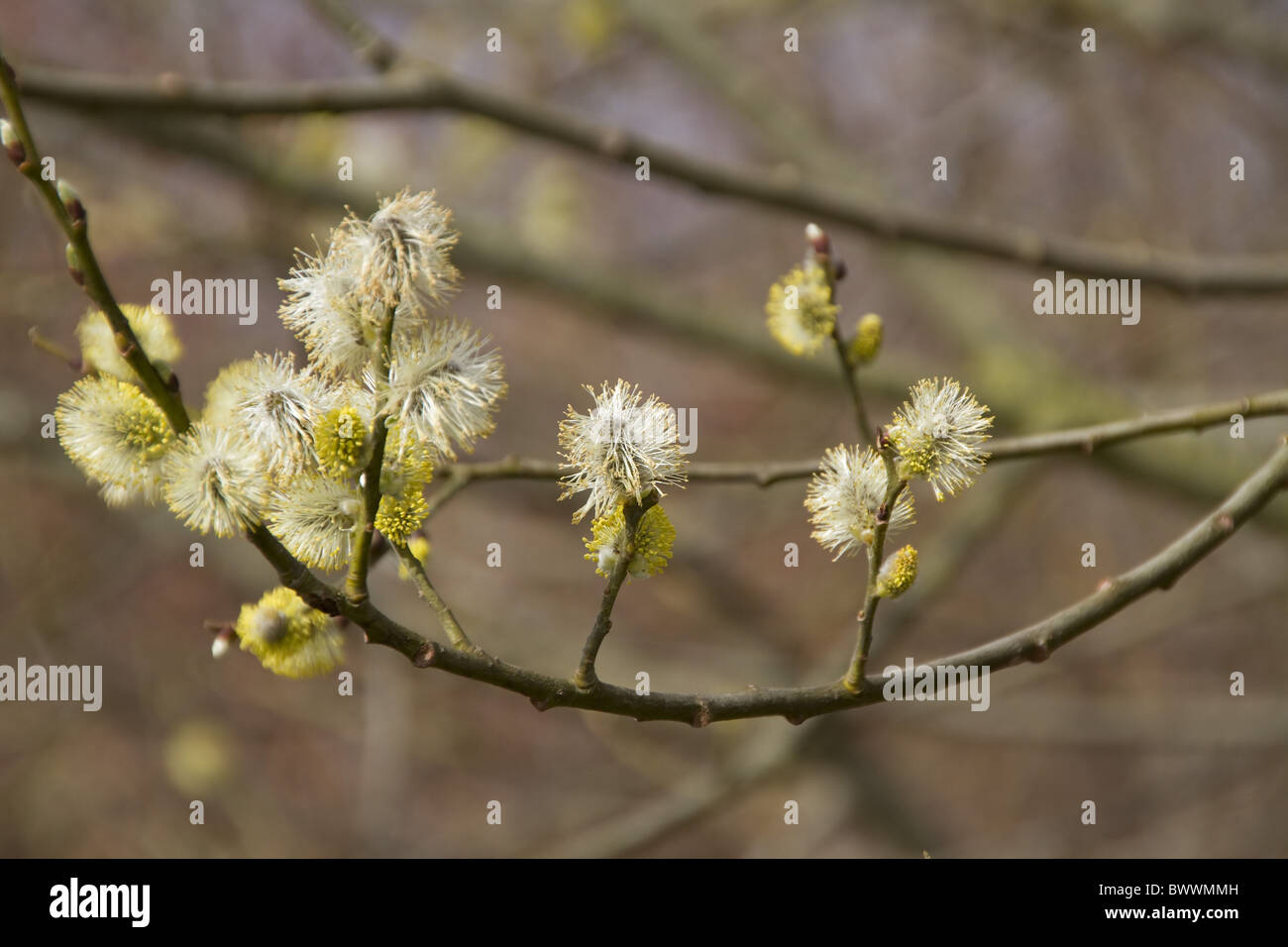 Goat willow male catkin Stock Photo - Alamy