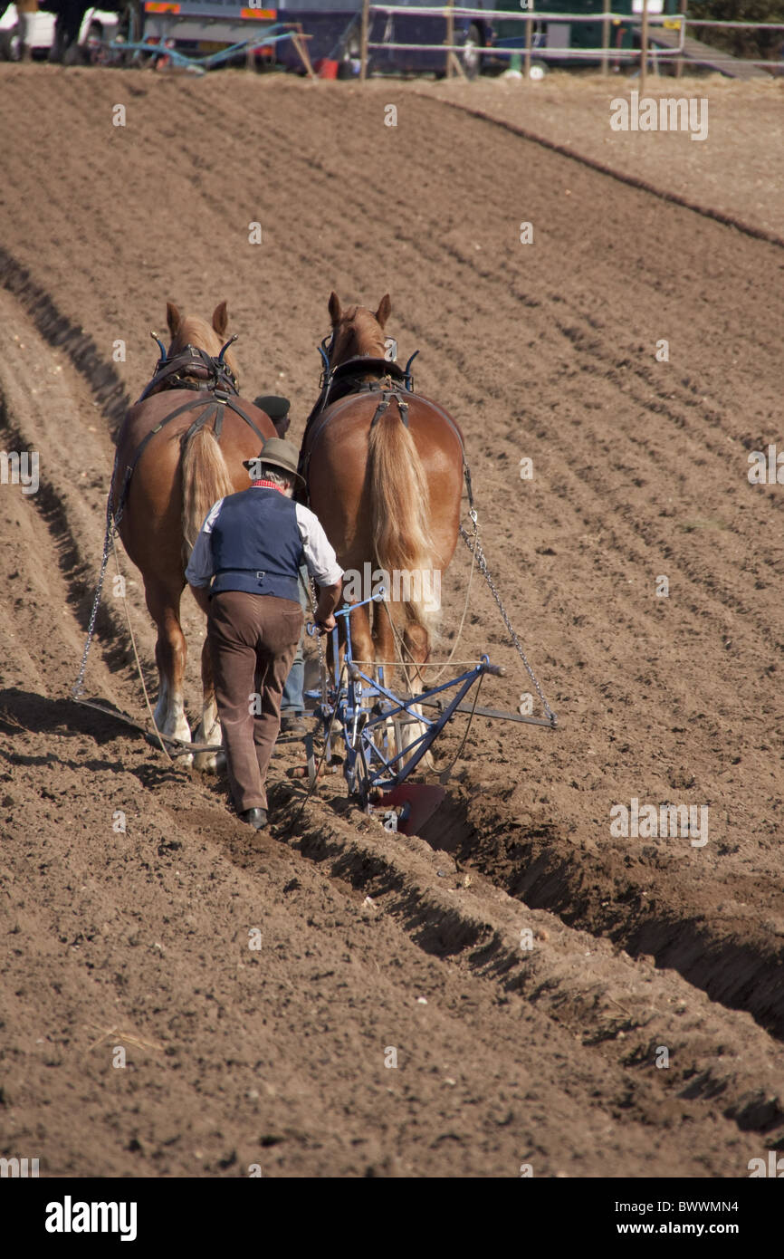 Plough horses hi-res stock photography and images - Alamy
