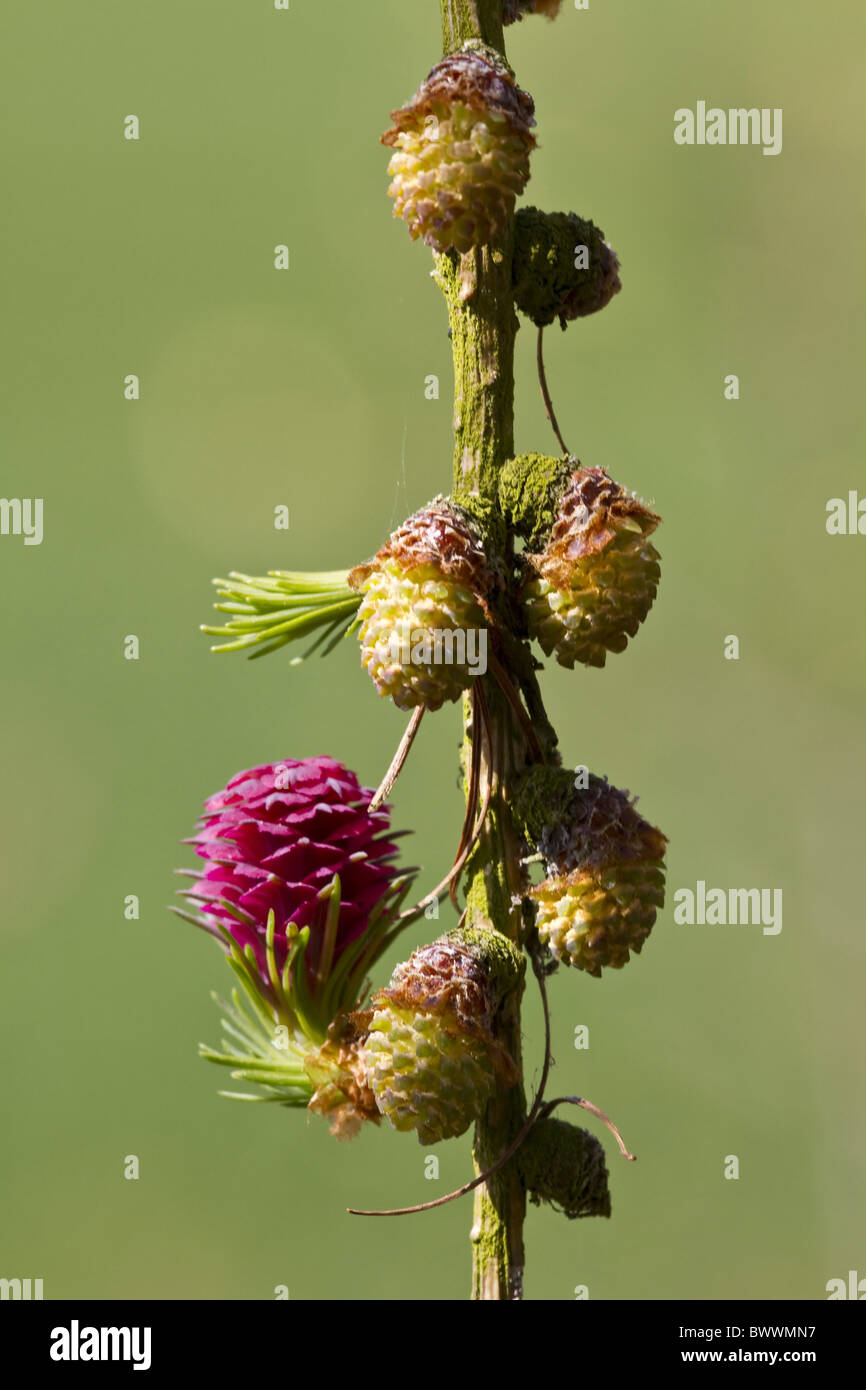Common larches hi-res stock photography and images - Alamy