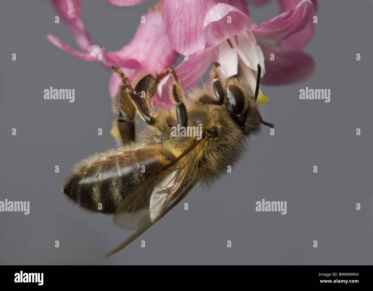 invertebrate invertebrates animal animals insect insects bee bees ...