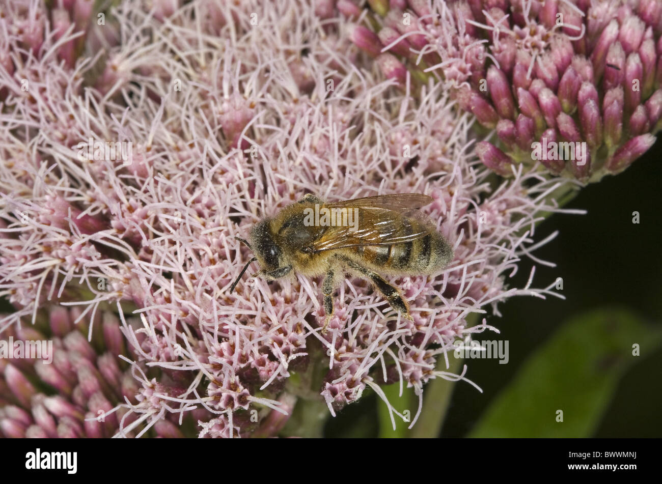 invertebrate invertebrates animal animals insect insects bee bees ...