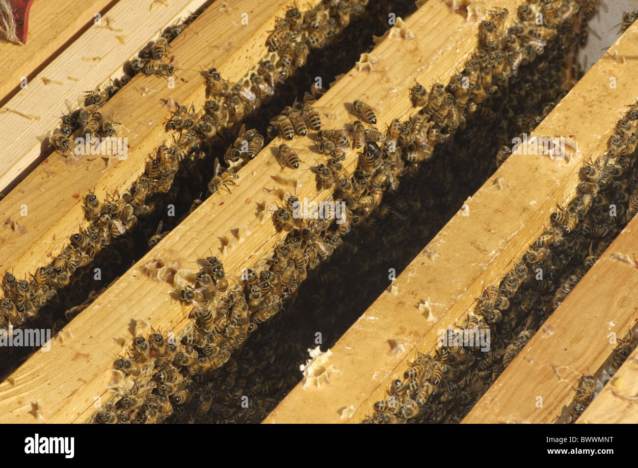 bees hives honey oilseed rape invertebrate invertebrates animal animals ...