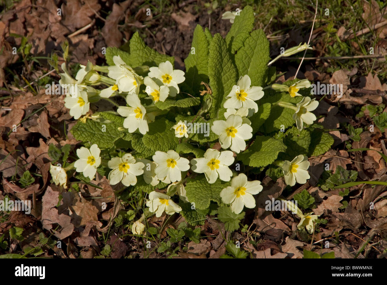 Primrose hedgerow hi-res stock photography and images - Alamy