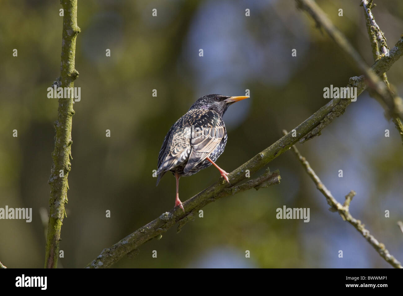 Starling summer plumage hi-res stock photography and images - Alamy