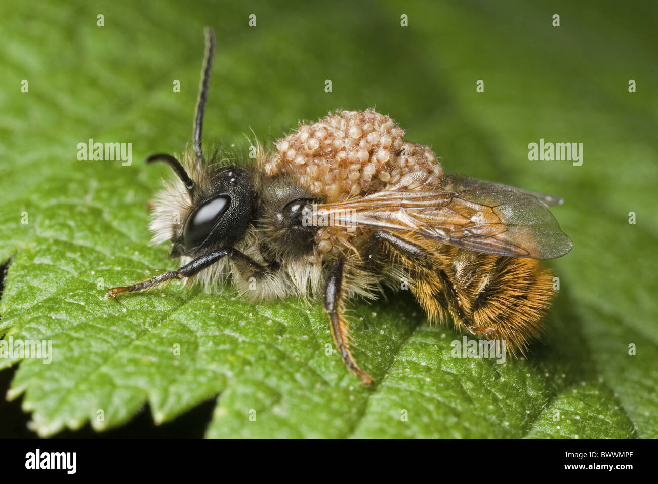 Red Mason Bee Osmia rufa adult infested with Stock Photo - Alamy