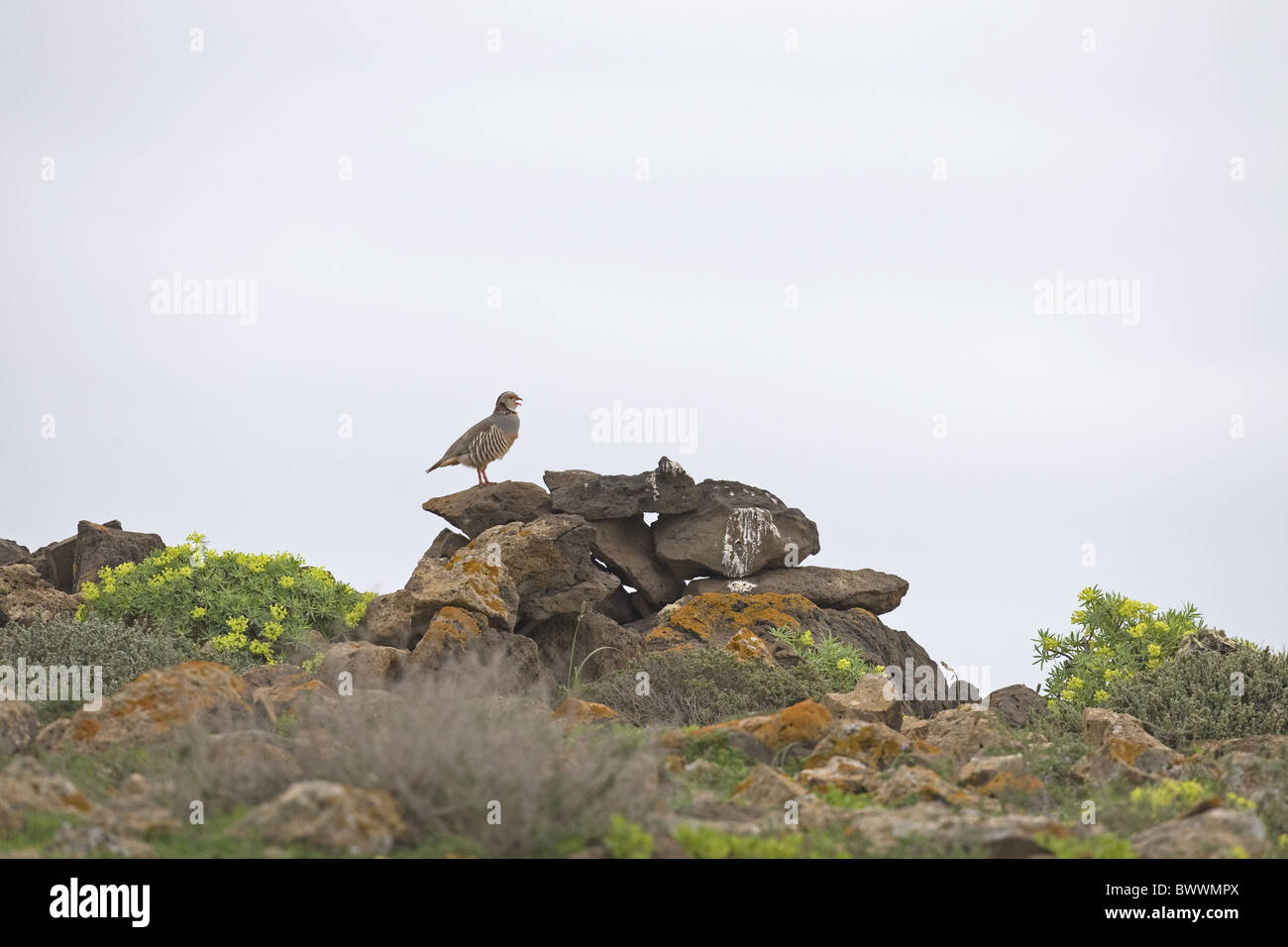 Barbary Partridge (Alectoris barbara) adult, calling, standing on rocks ...