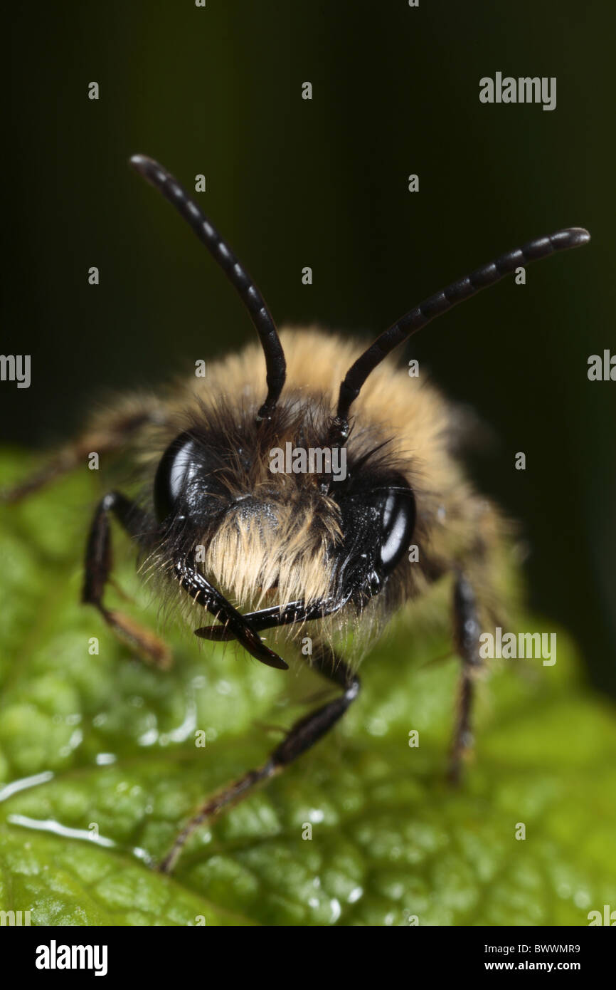 andrena fulva tawny mining bee male insect bug nature natural wild ...