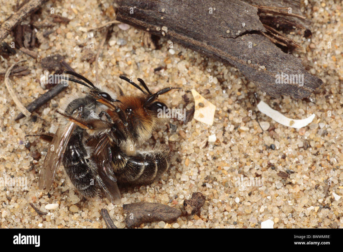 Mining bees mating hi-res stock photography and images - Alamy
