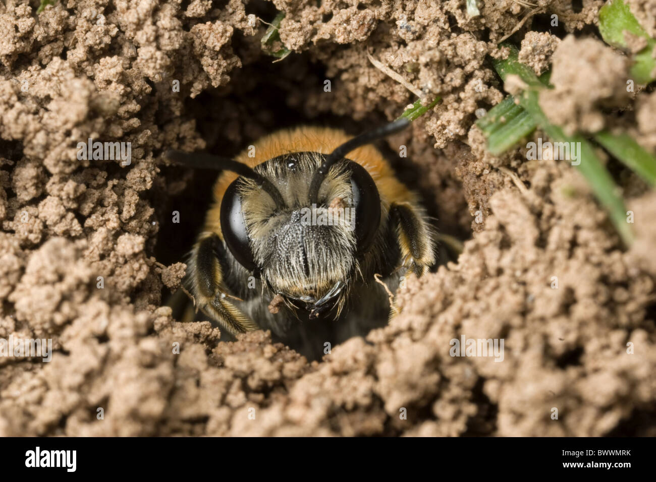 Early Mining Bee Andrena haemorrhoa adult nest Stock Photo - Alamy