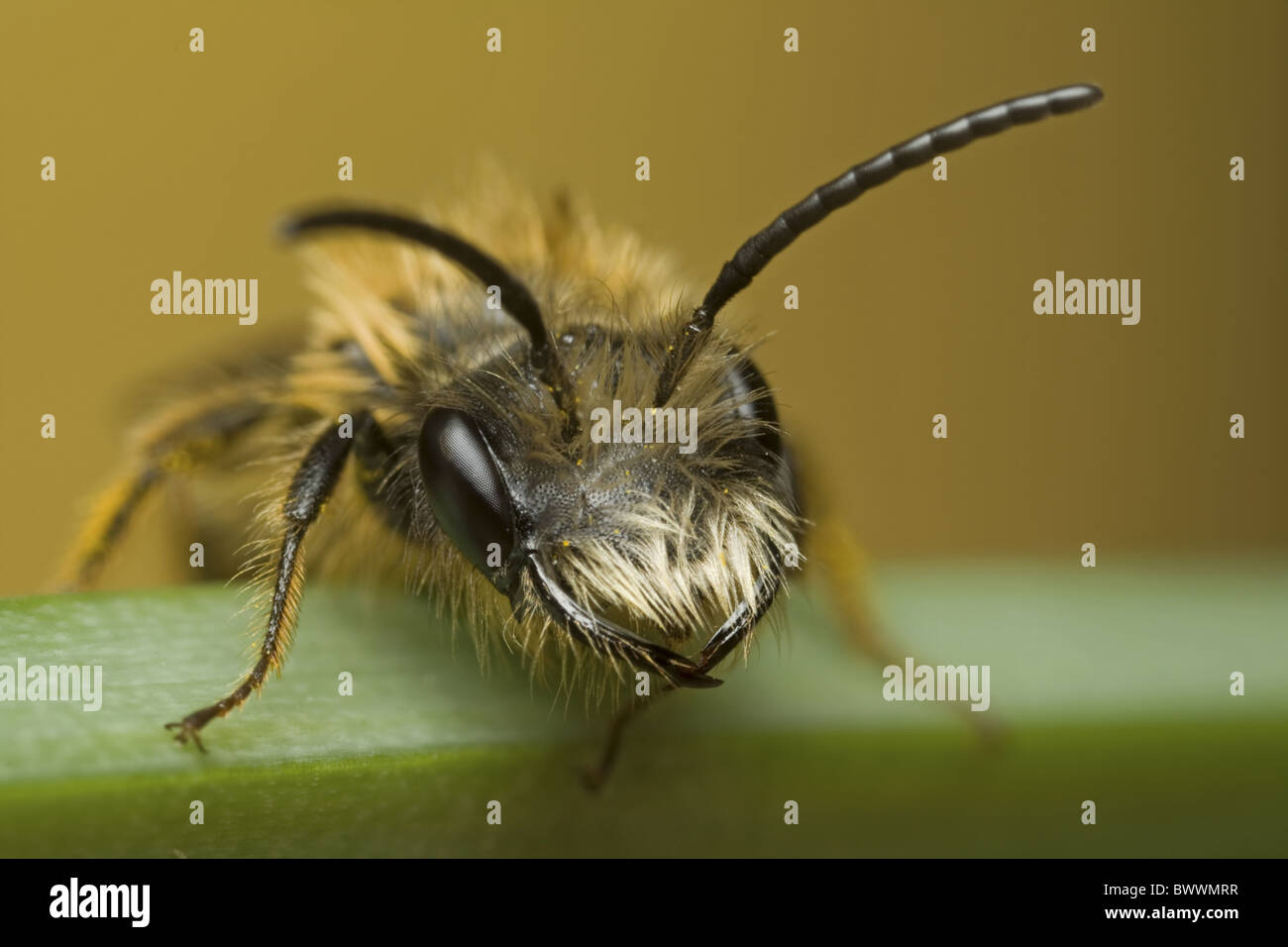 invertebrate invertebrates animal animals insect insects bee bees ...