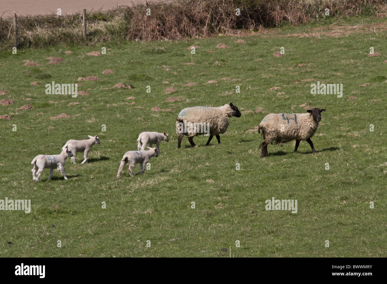 Suffolk cross ewe's with lambs Stock Photo - Alamy
