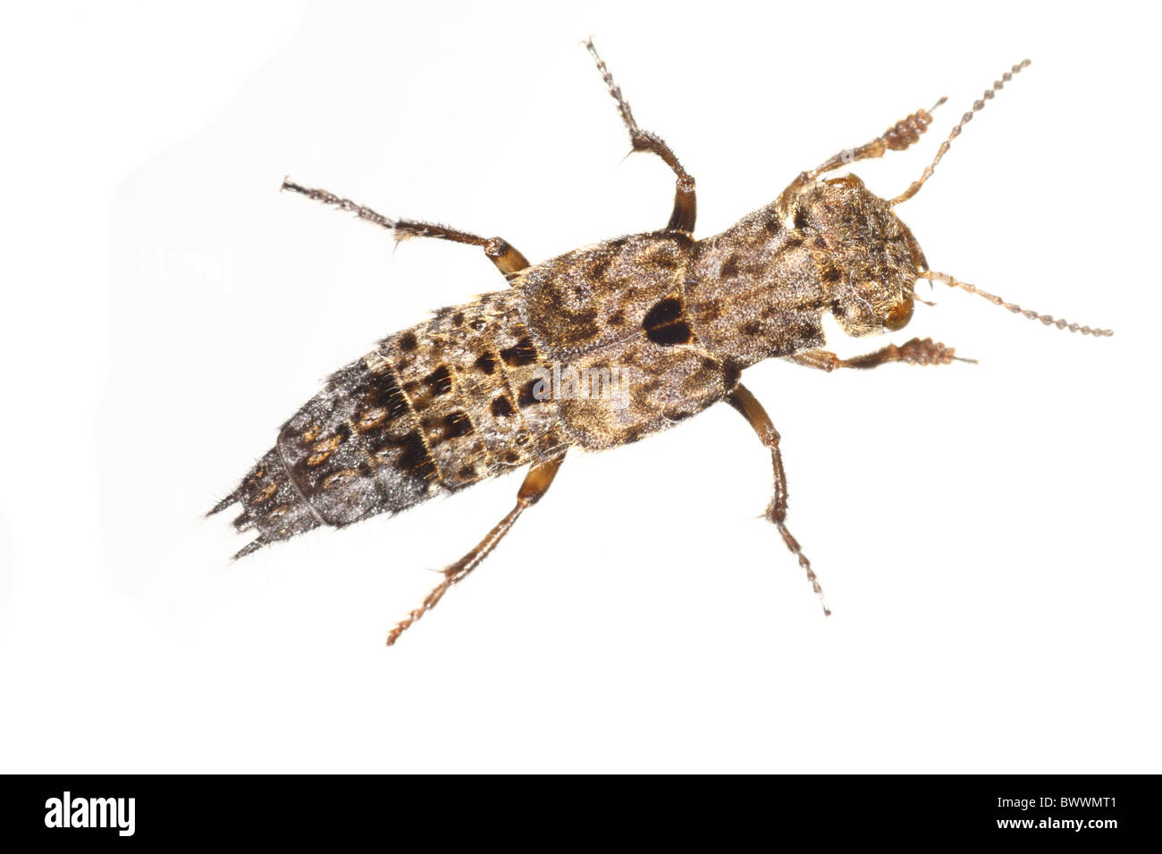 insect bug nature natural wild wildlife environment environmental ...