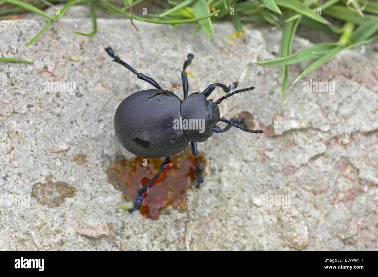 Bloody-nosed beetle Timarchia tenebricosa reflex bleeding alarmed ...