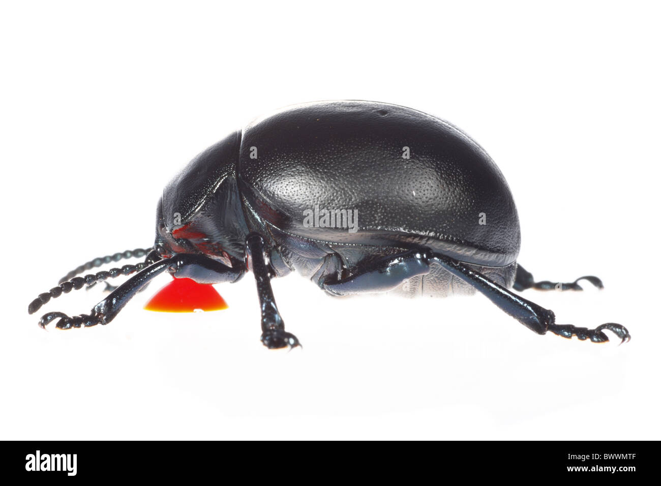 insect bug nature natural wild wildlife environment environmental ...