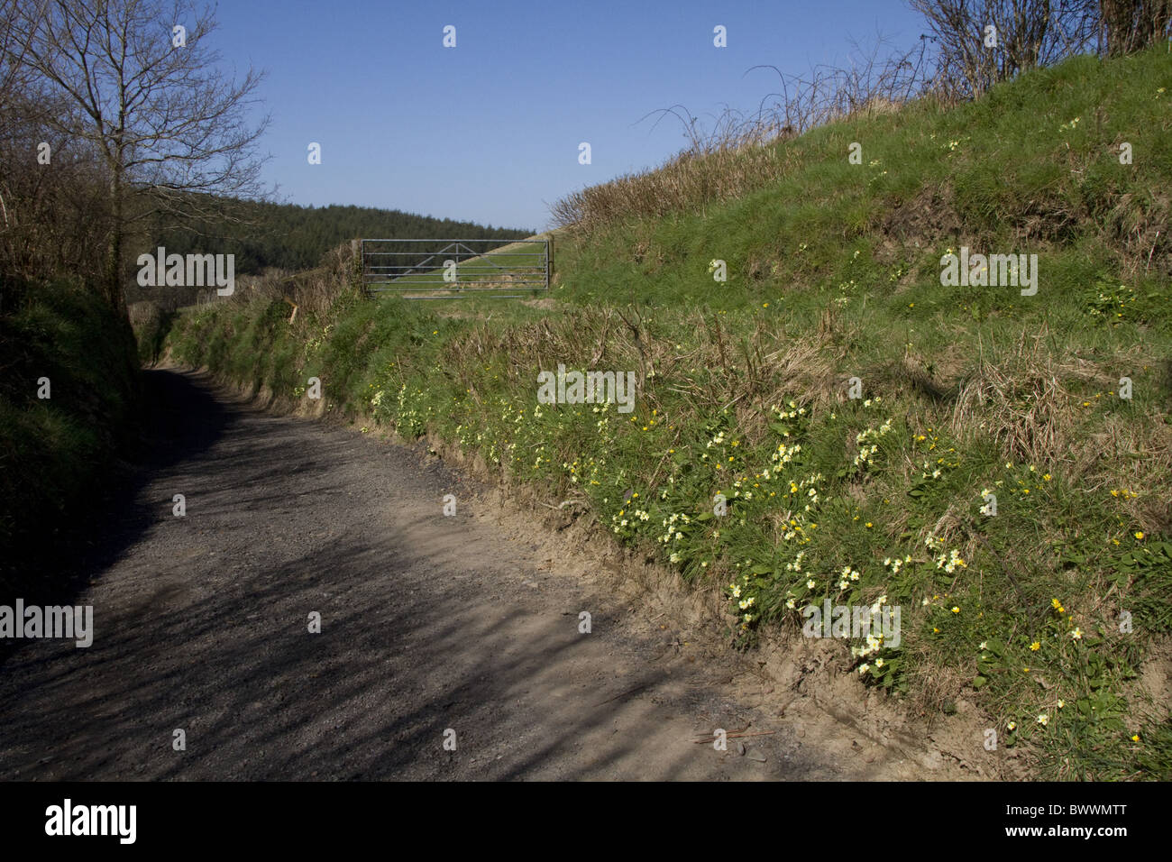 Primroses growing in a Devon Land Stock Photo - Alamy