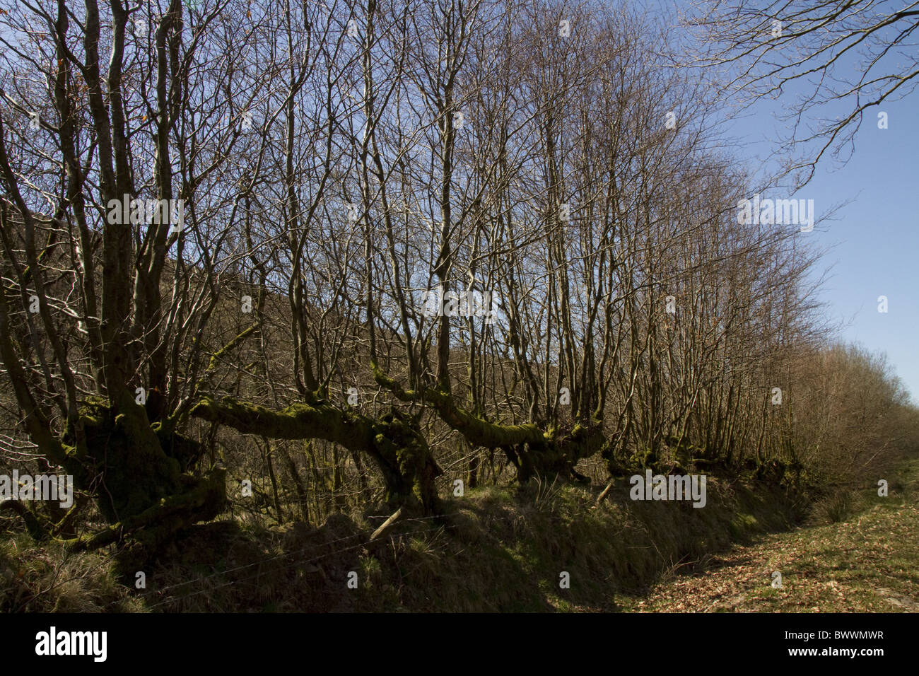 Old pollarded hedge Stock Photo - Alamy