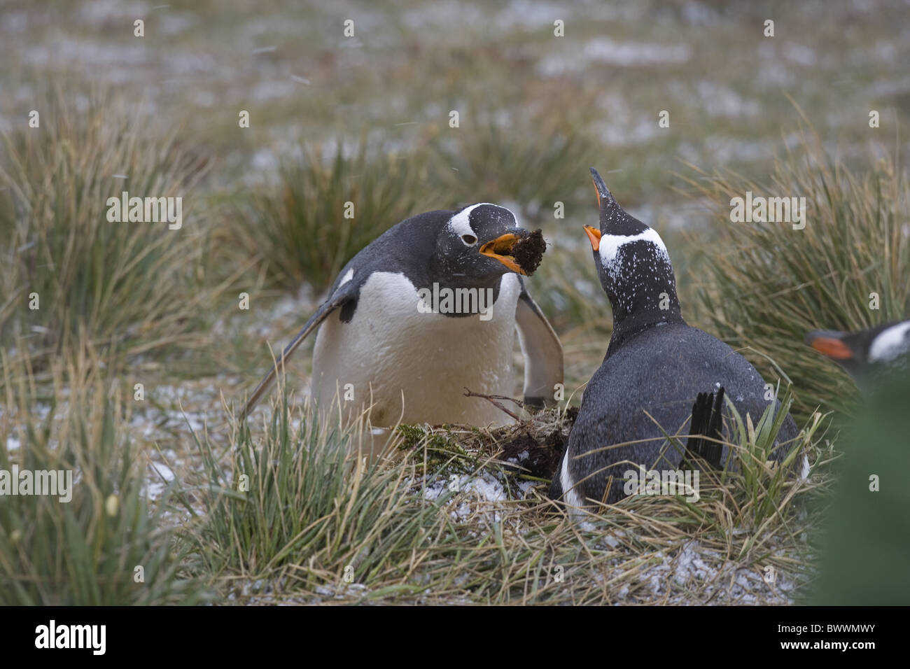 Gentoo Penguin (Pygoscelis papua) adult pair, presenting nest material ...