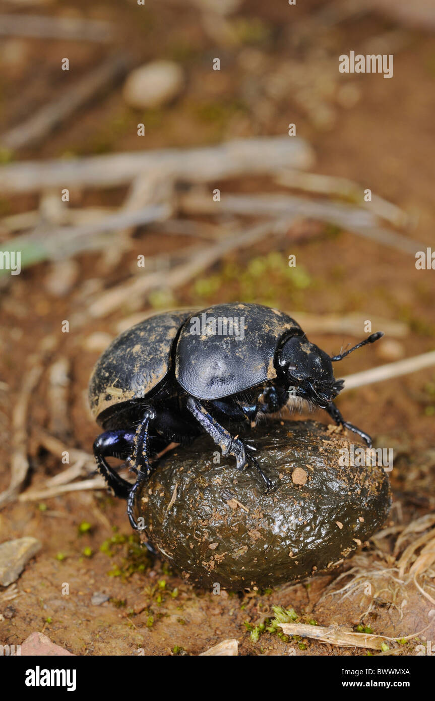 Geotrupes stercorarius insect Invertebrates Italy portrait invertebrate ...
