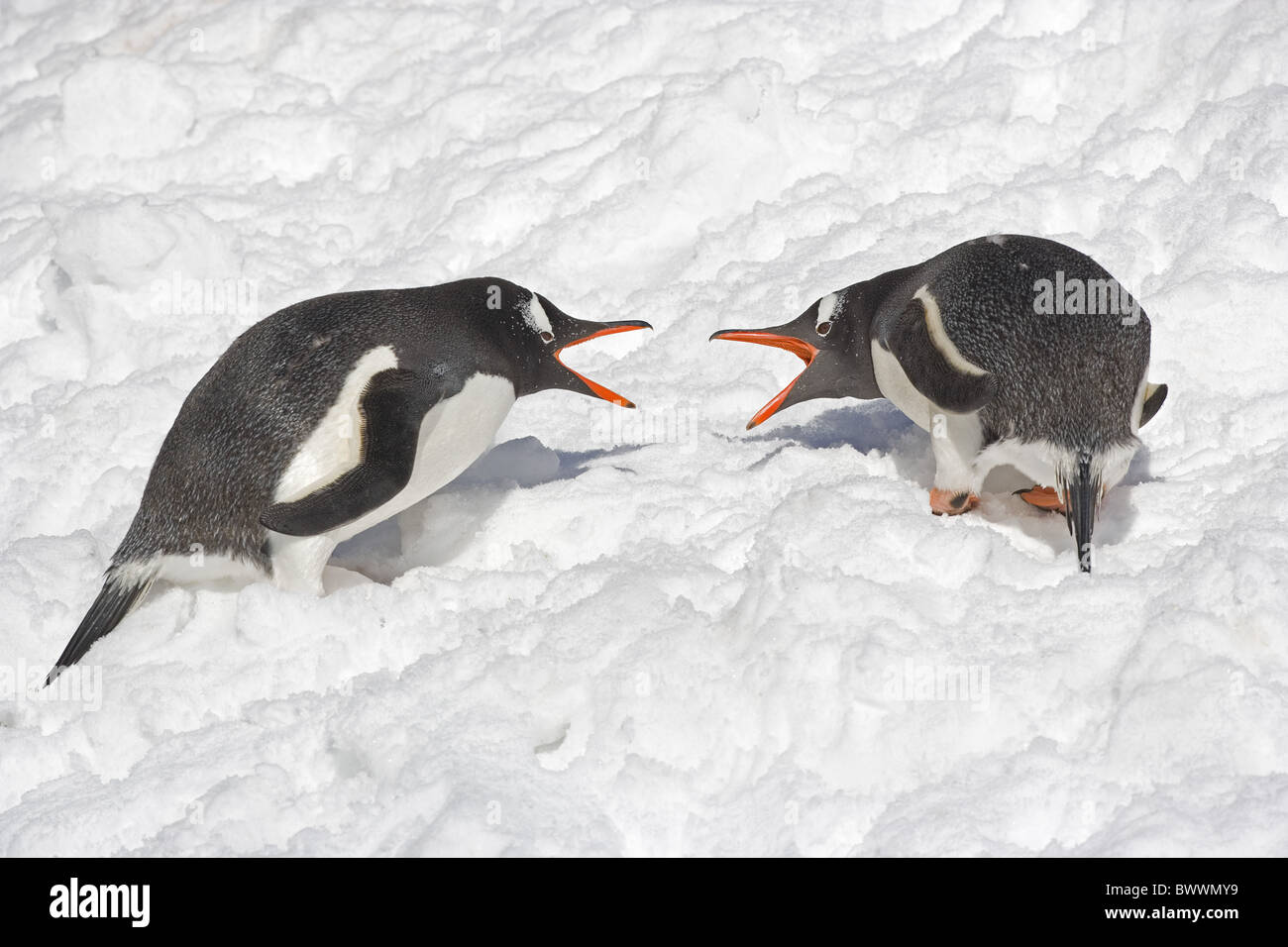 Gentoo Penguin (Pygoscelis papua) two adults, fighting in snow, South ...