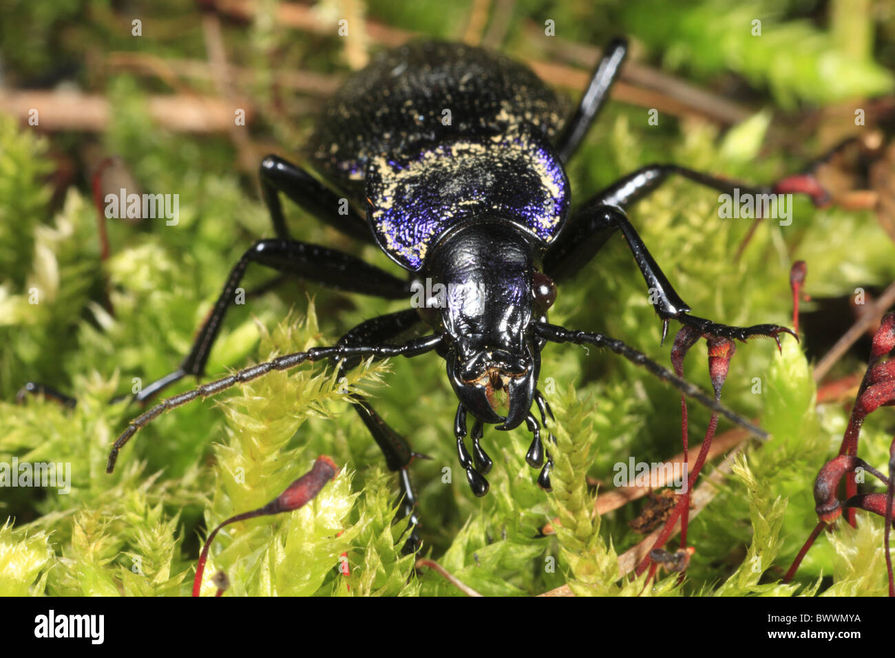 Violet ground beetles hi-res stock photography and images - Alamy