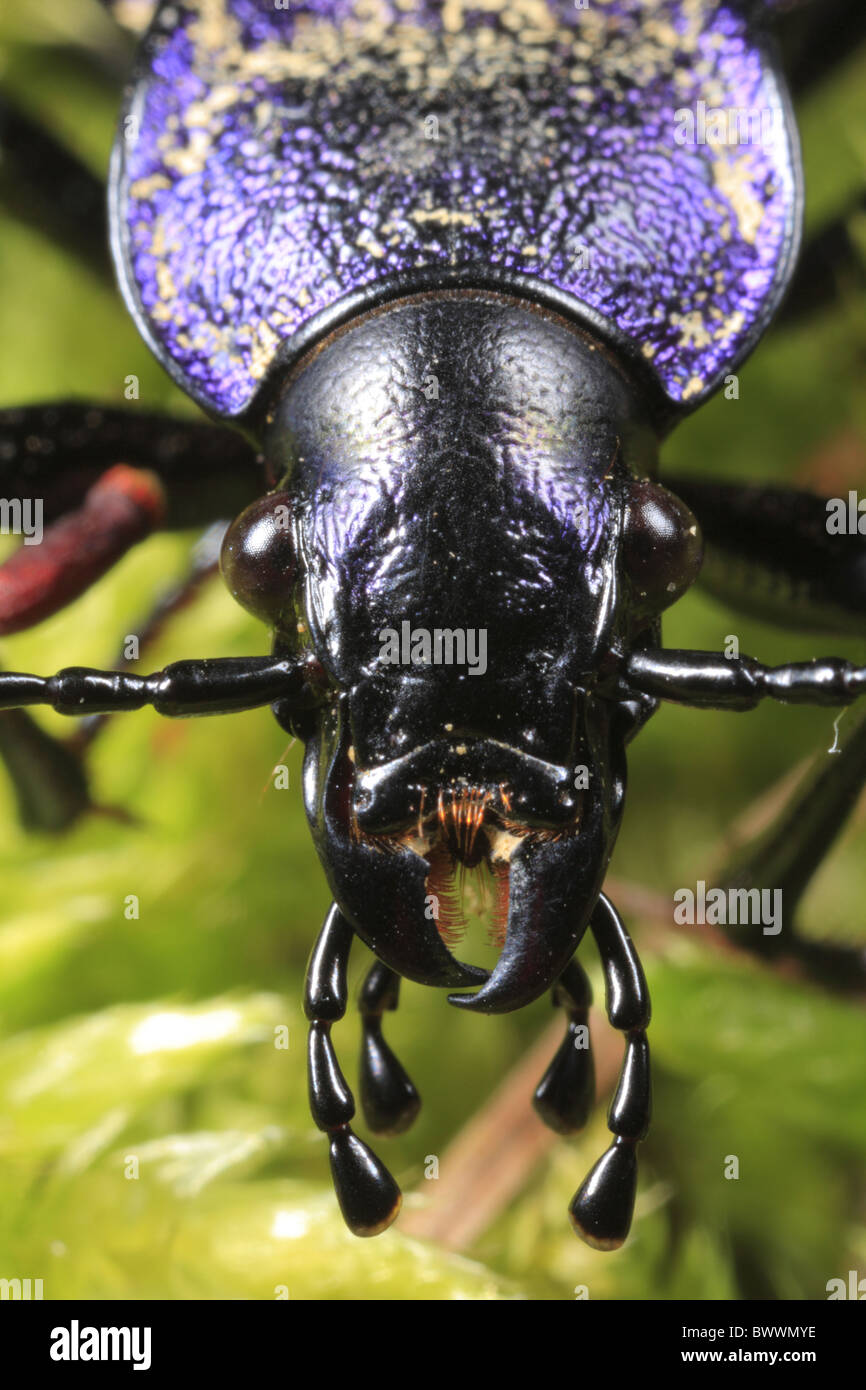 Carabus violaceus violet ground beetle insect bug nature natural wild ...