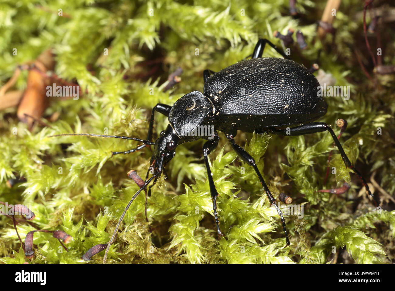 Cychrus caraboides snail eating ground beetle insect bug nature natural ...