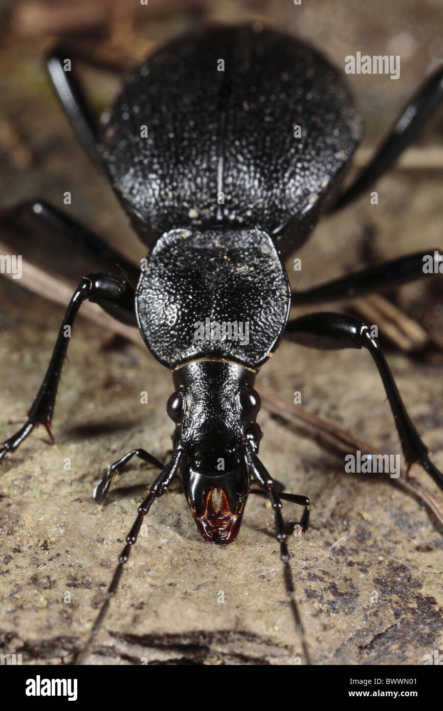 Snail beetles hi-res stock photography and images - Alamy