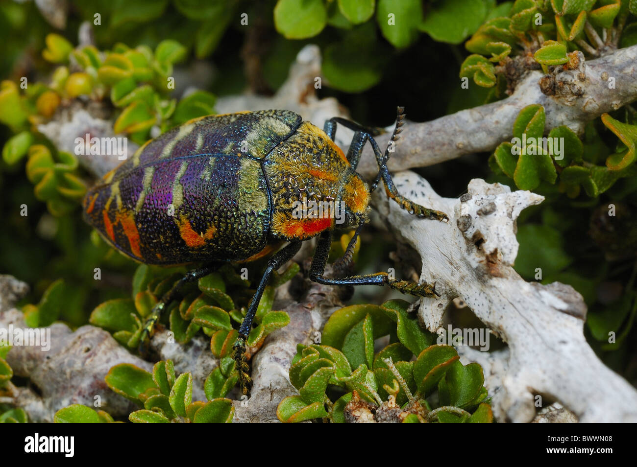 Julodis clouei Insects Socotra Yemen invertebrate invertebrates animal ...