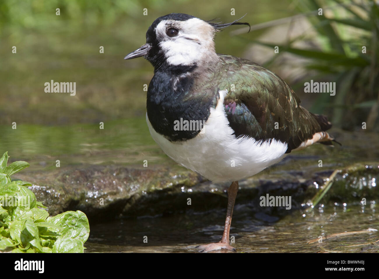 Lapwing - summer Stock Photo - Alamy
