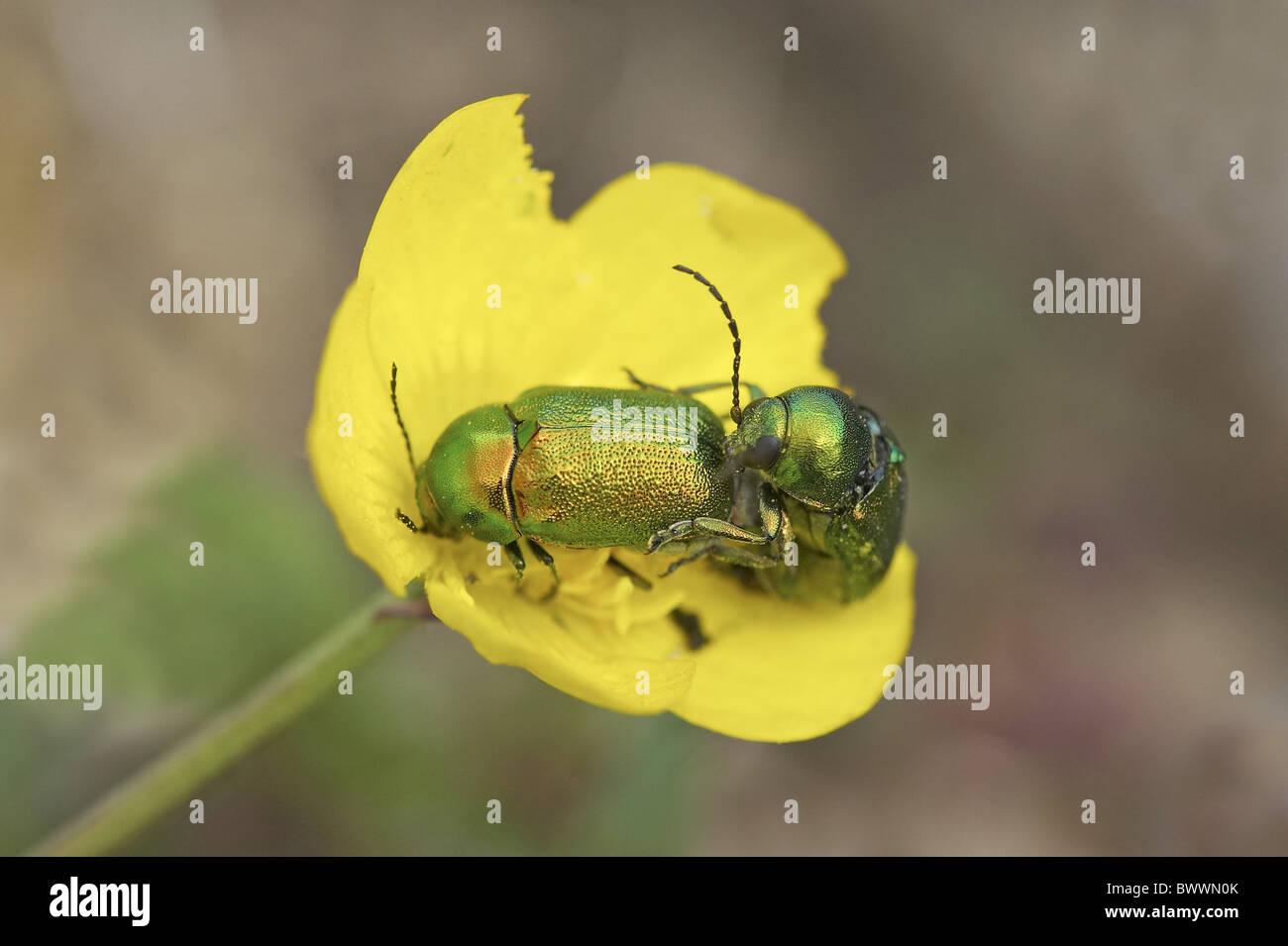 chalkland legs beetles spring beetle colour green mating behaviour ...