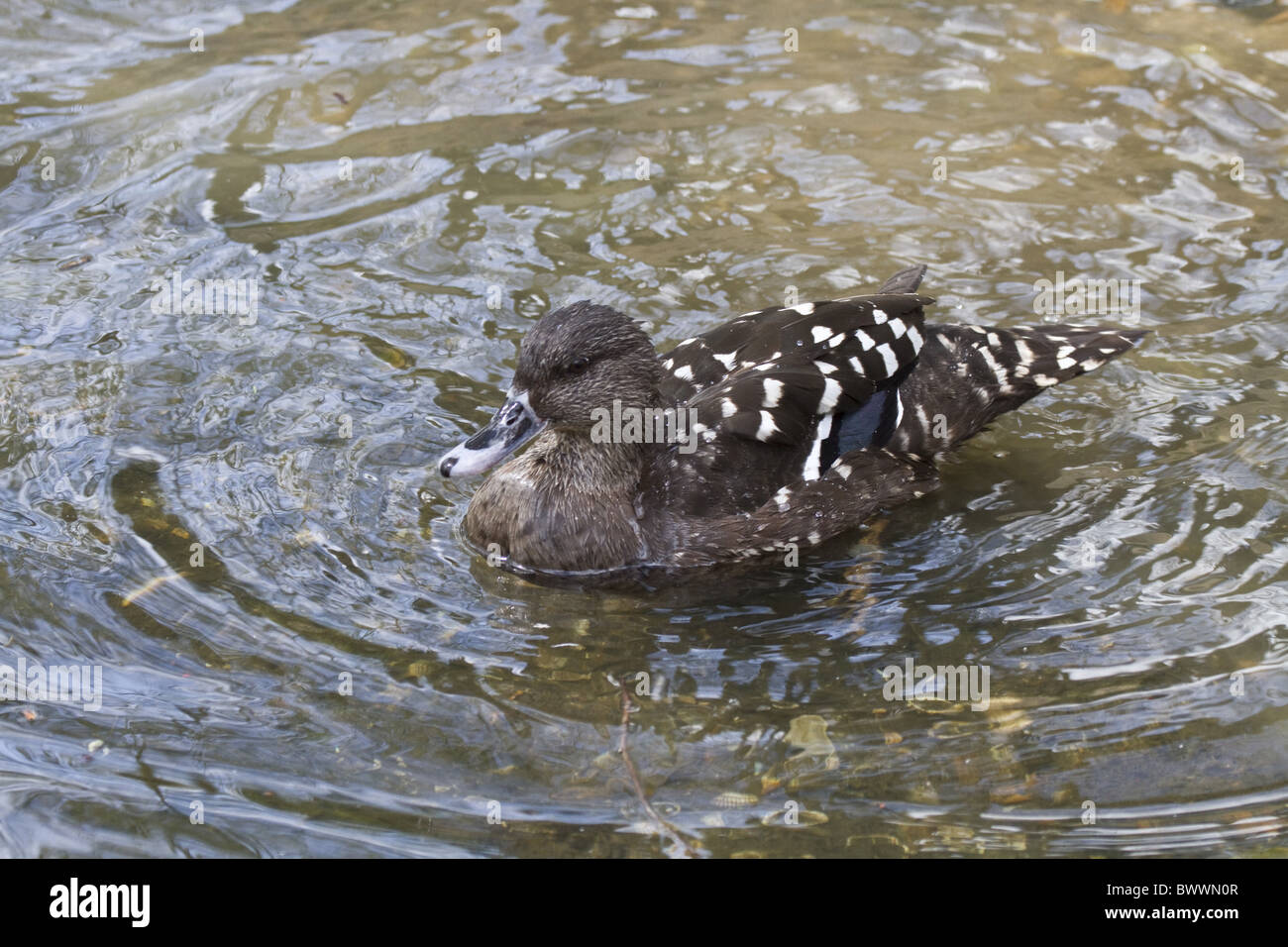 African Black Duck Stock Photo - Alamy