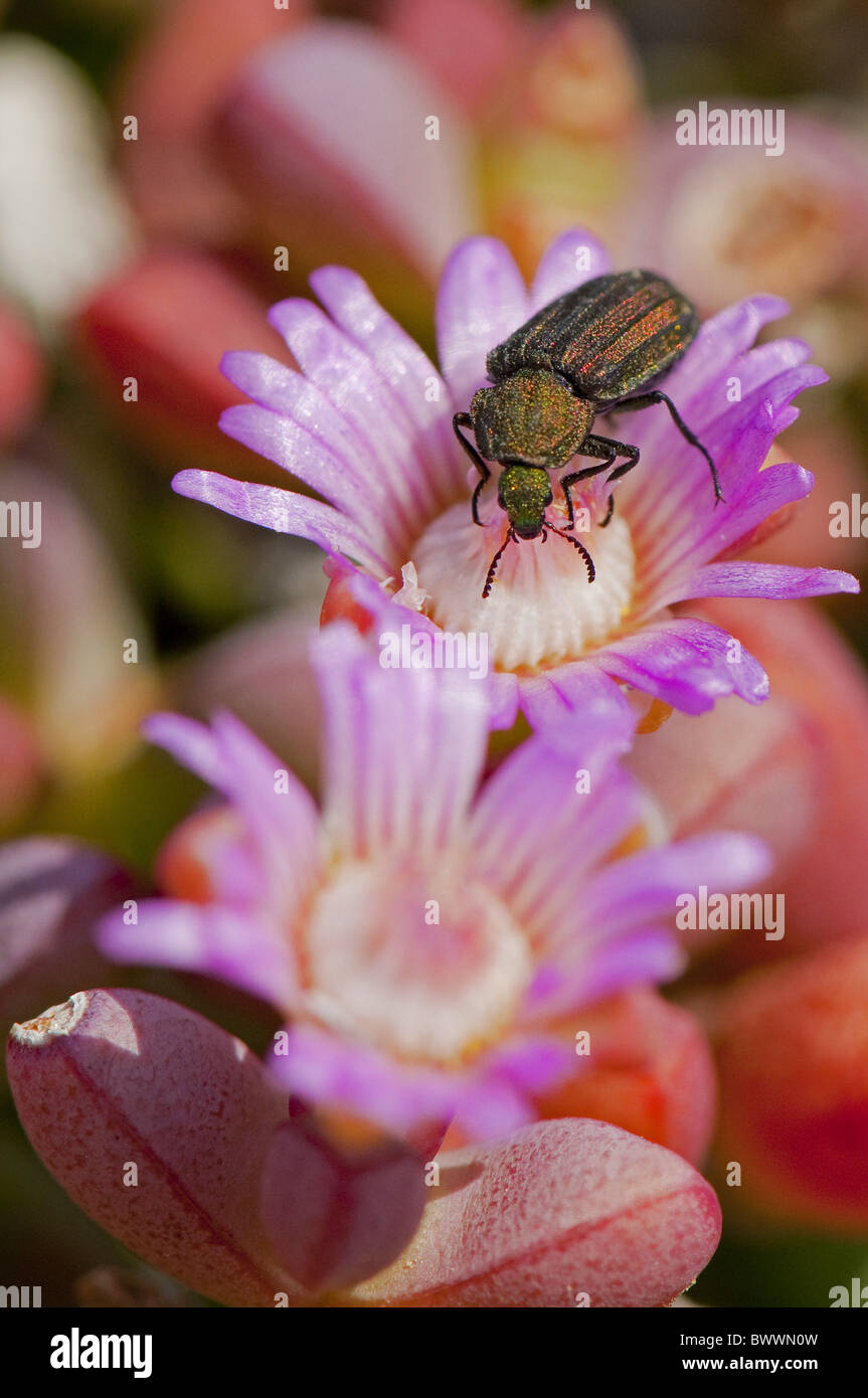 African flower beetle hi-res stock photography and images - Alamy