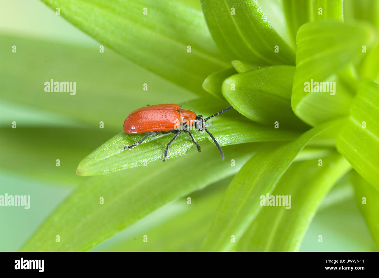 invertebrate invertebrates animal animals insect insects beetle beetles ...