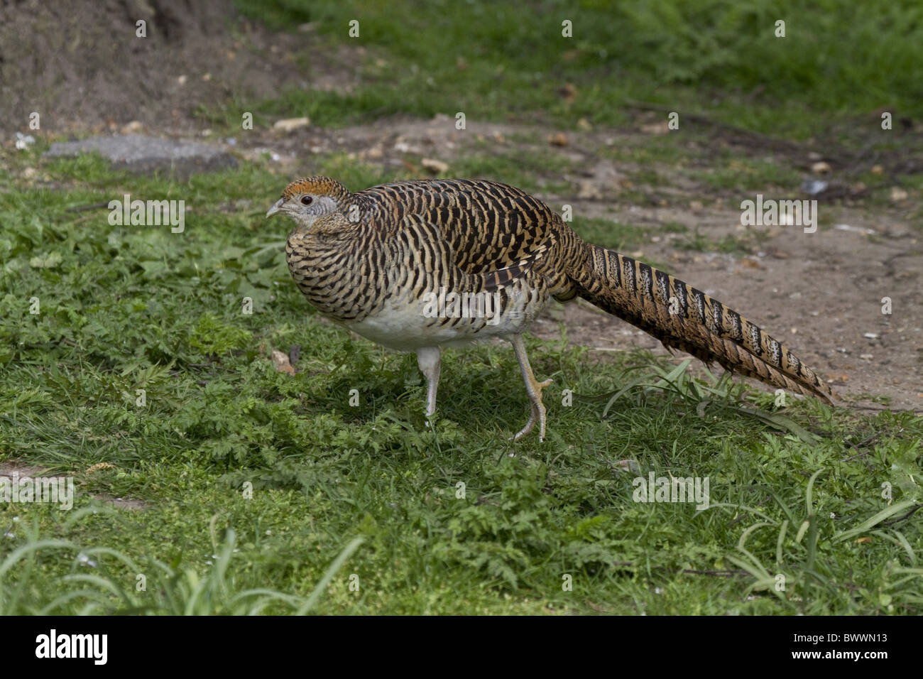 Lady Amherst's Pheasant - female Stock Photo - Alamy