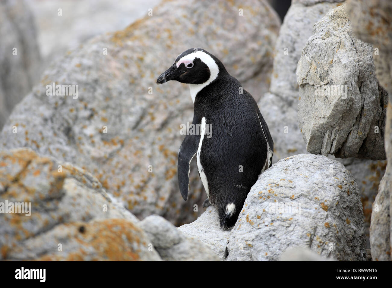 Jackass Penguin (Spheniscus demersus) adult, standing on rock, Betty's ...