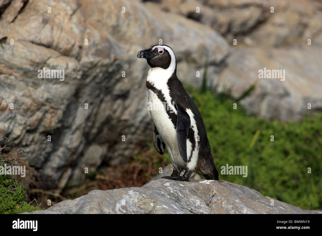 Jackass Penguin (Spheniscus demersus) adult, standing on rock, Betty's ...